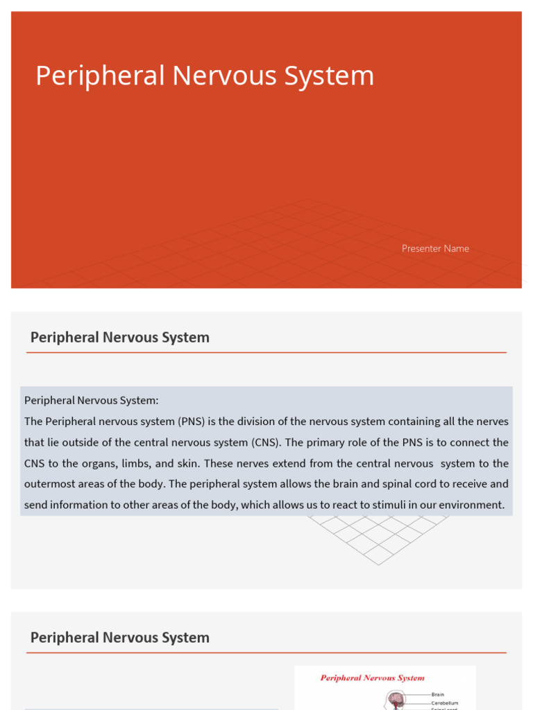 Peripheral Nervous System | PDF