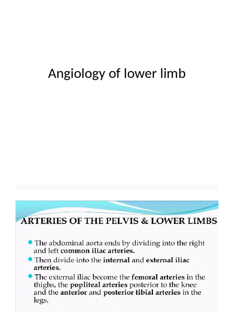 Angiology of Lower Limb | PDF