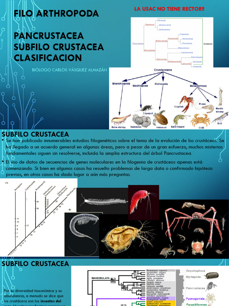 Clase 14 SubPhylum Crustacea Clase Cephalocarida | PDF | Artrópodos
