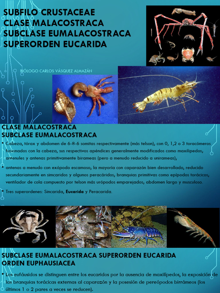 Clase 17 SubPhylum Crustacea Clase Malacostraca y Ostracoda | PDF ...