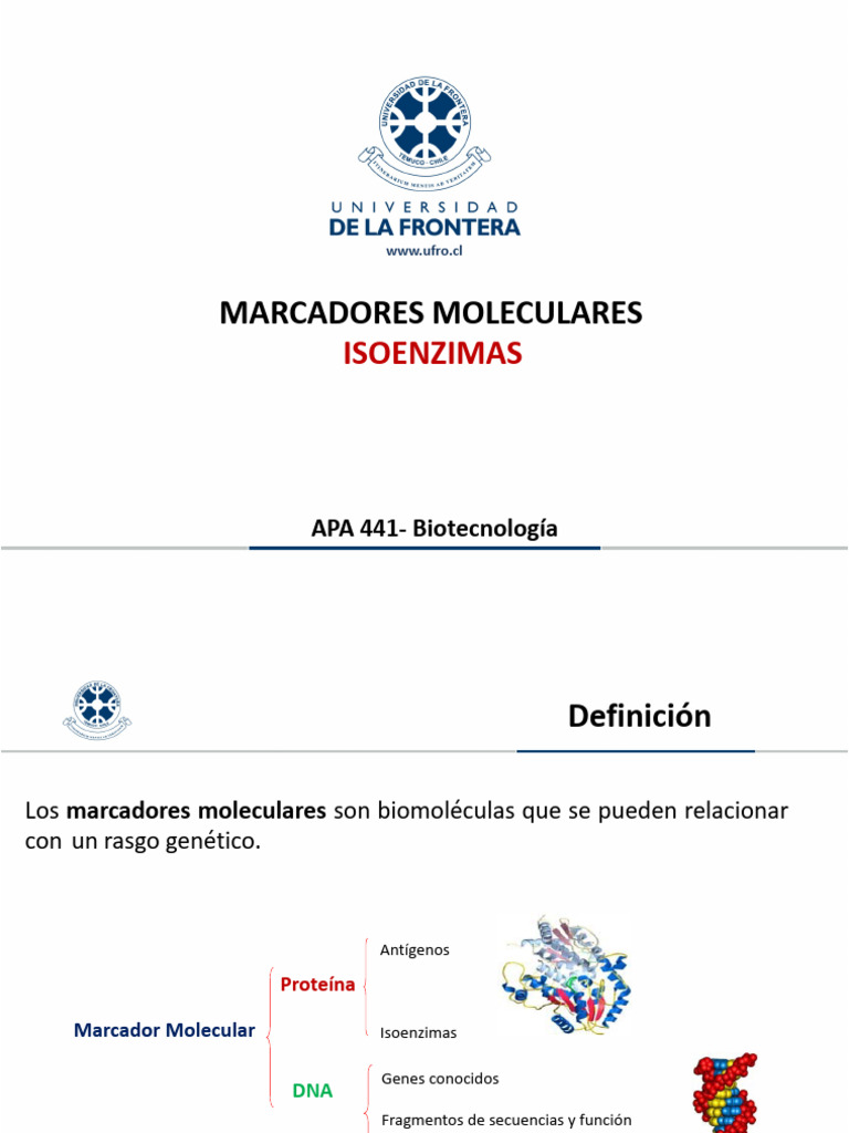 Clase III Marcadores Moleculares Isoenzimas 220421 | PDF | Alelo | Enzima