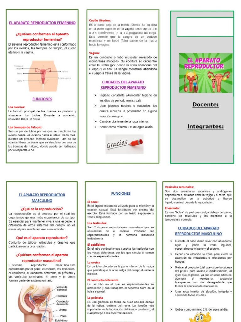 Triptico Aparato Reproductor Femenino | PDF