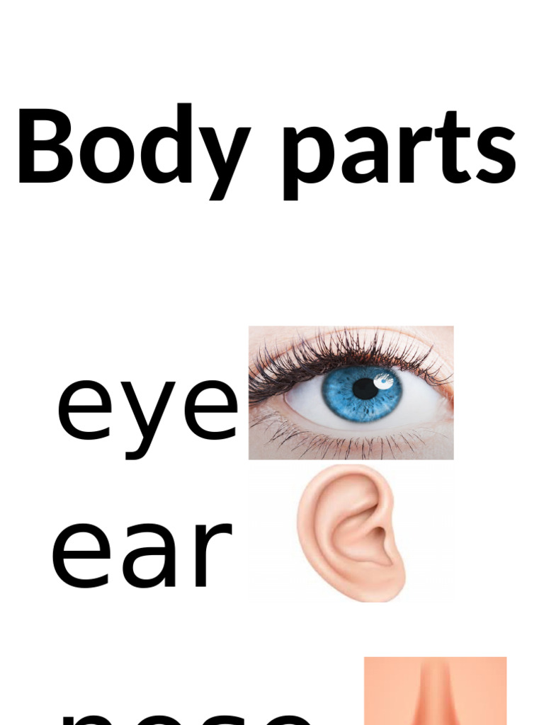 Body Parts | PDF