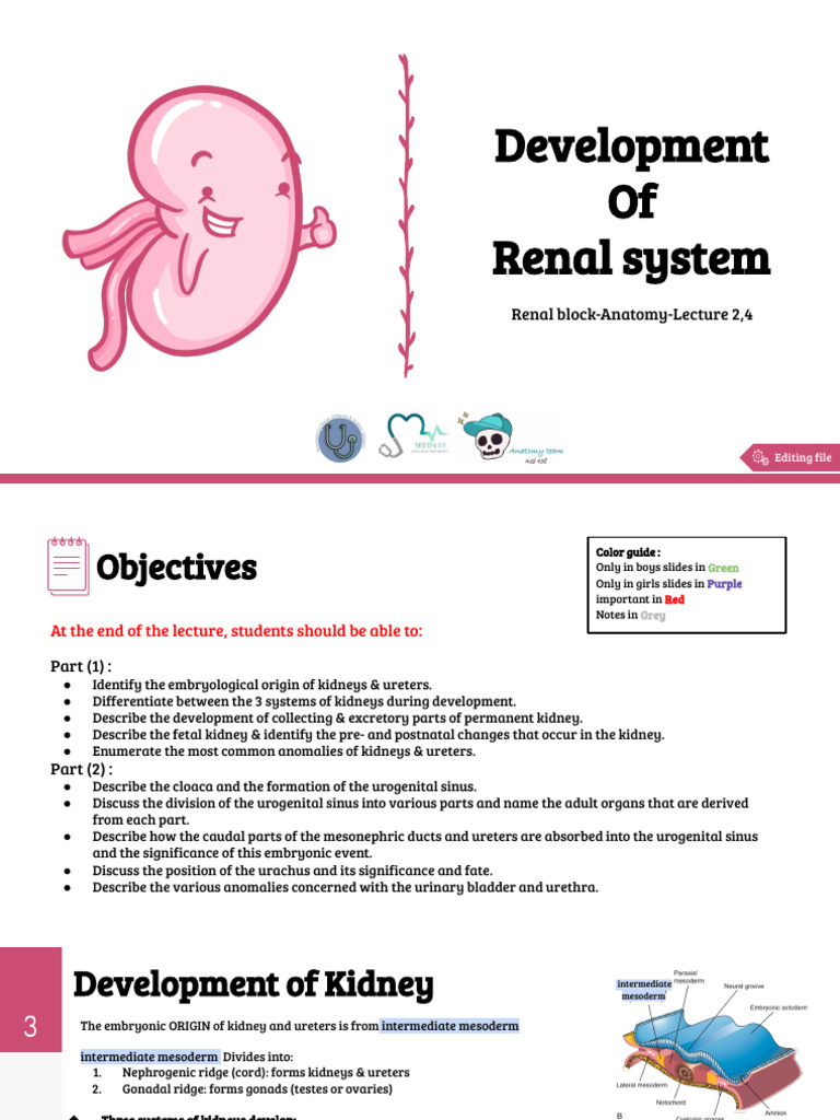 Lecture (2,4) Development of Renal System | PDF | Kidney | Urinary System