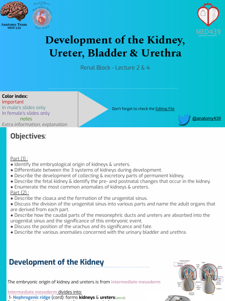 2 & 4 - Development of The Kidney, Ureter, Bladder & Urethra | PDF | Kidney | Urinary System