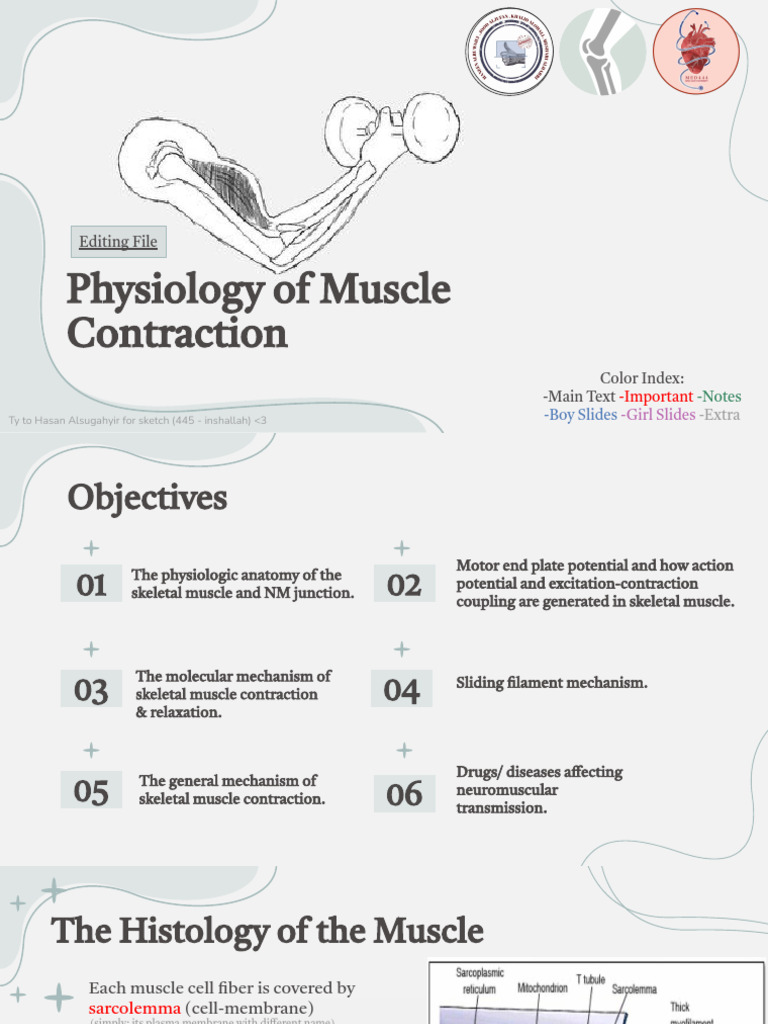 L5) Physiology of Muscle Contraction | PDF | Muscle Contraction ...