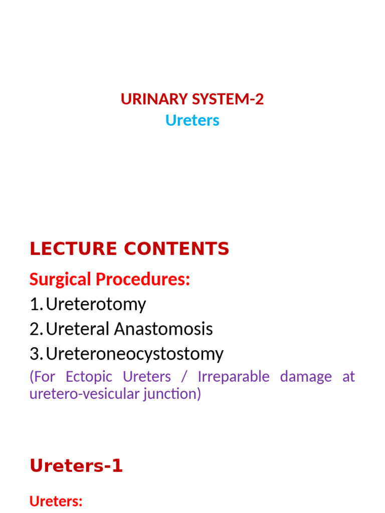 Urinary System-2 Ureters | PDF | Urology | Clinical Medicine
