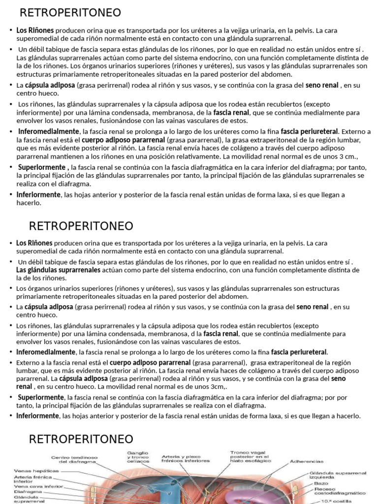 RETROPERITONEO | PDF | Riñón | Sistema urinario