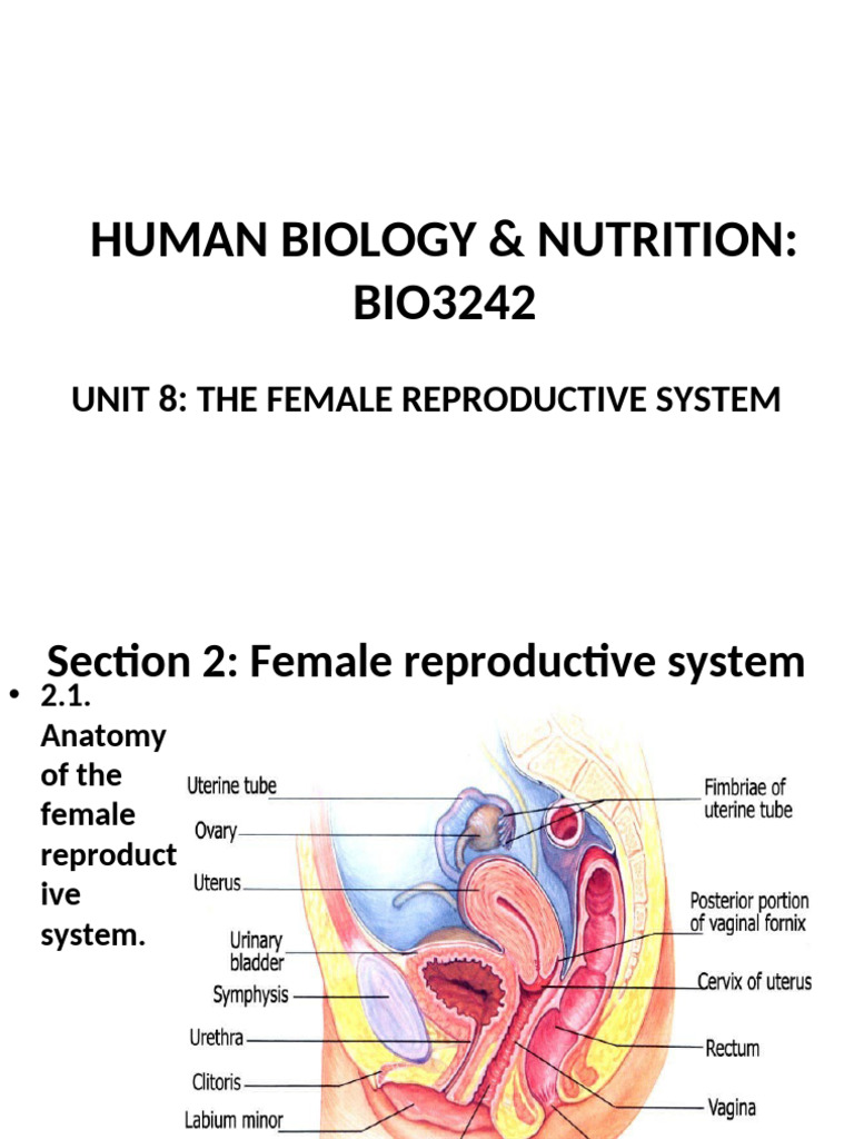 UNIT 8 Female Reproductive System-1 | PDF | Menstrual Cycle | Meiosis