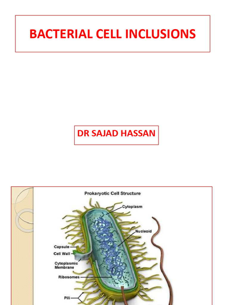 Bacterial Cell Inclusions | PDF