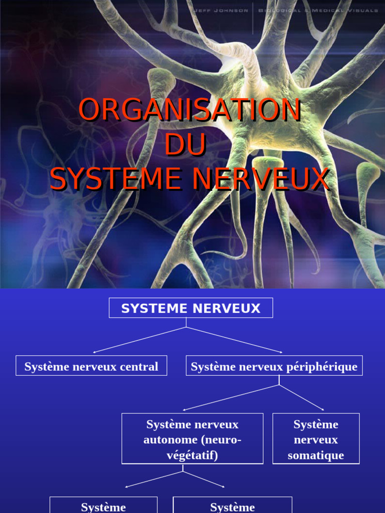 Ana - Phy 4 Le Système Nerveux | PDF | Système nerveux autonome ...