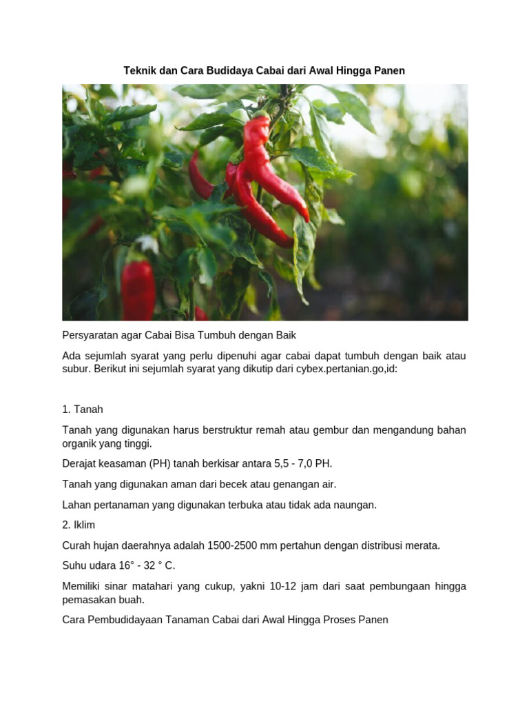 Teknik Dan Cara Budidaya Cabai Dari Awal Hingga Panen | PDF