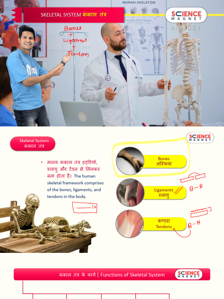 Skeletal Book | PDF