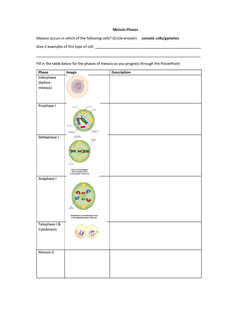 Meiosis Phases | PDF