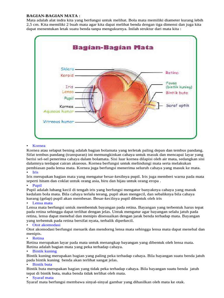 Struktur dan Fungsi Bagian Mata | PDF