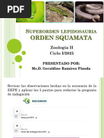 Clasificación de Anápsidos y Diápsidos | PDF | Serpiente | Reptil