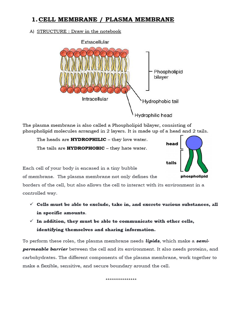 CELL MEMBRANE Notes and Diagram | PDF