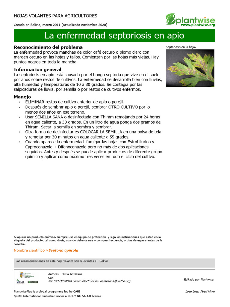 Antezana Haberman La Enfermedad Septoriosis en Apio | PDF | Agricultura