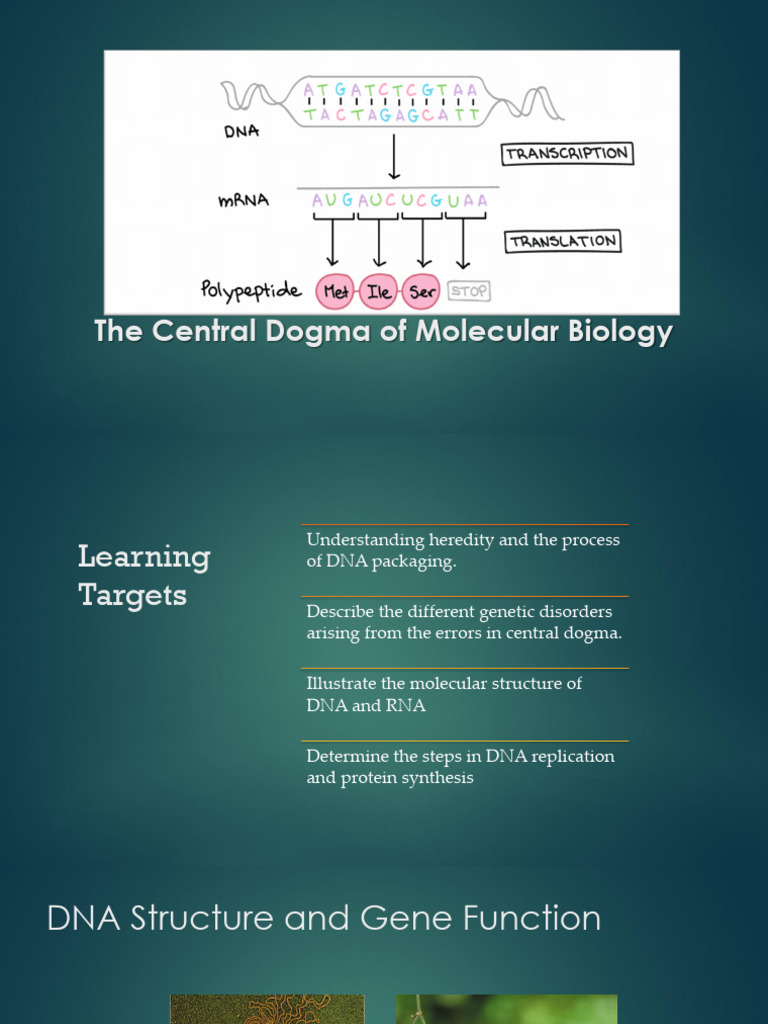 Central Dogma: DNA Structure & Disorders | PDF | Translation (Biology ...