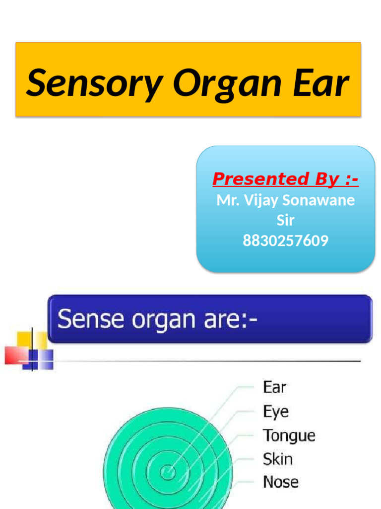 Sensory Organ Ear | PDF