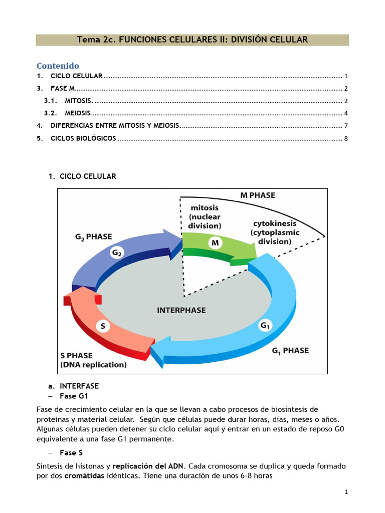 Tema 2c Funciones Celulares II División Celular | PDF | Mitosis | Mitosis