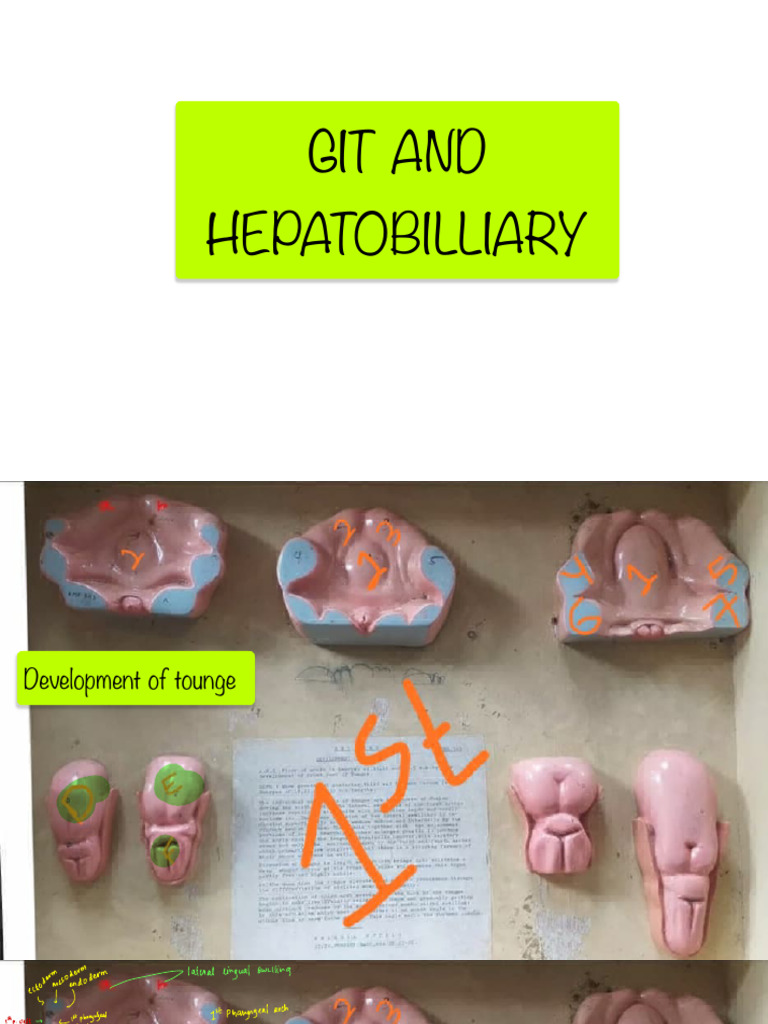 MBBS- Embryology models label | PDF | Pancreas | Organ (Anatomy)