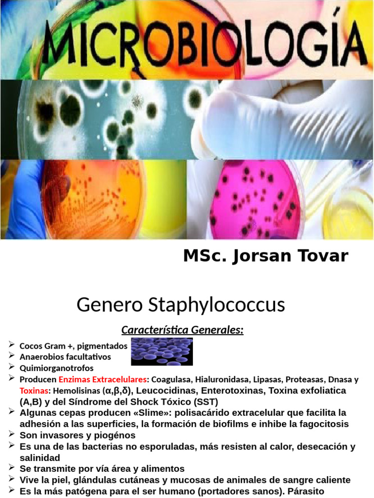 Microbiologia Iiiii | PDF | Staphylococcus Aureus | Organismos