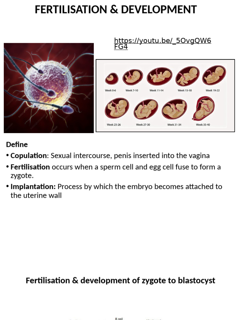 Fertilization and Embryonic Development Guide | PDF | Fertilisation ...
