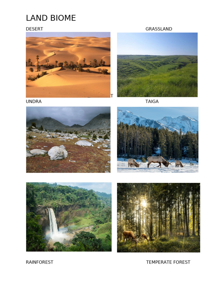 Overview of Land Biomes | PDF