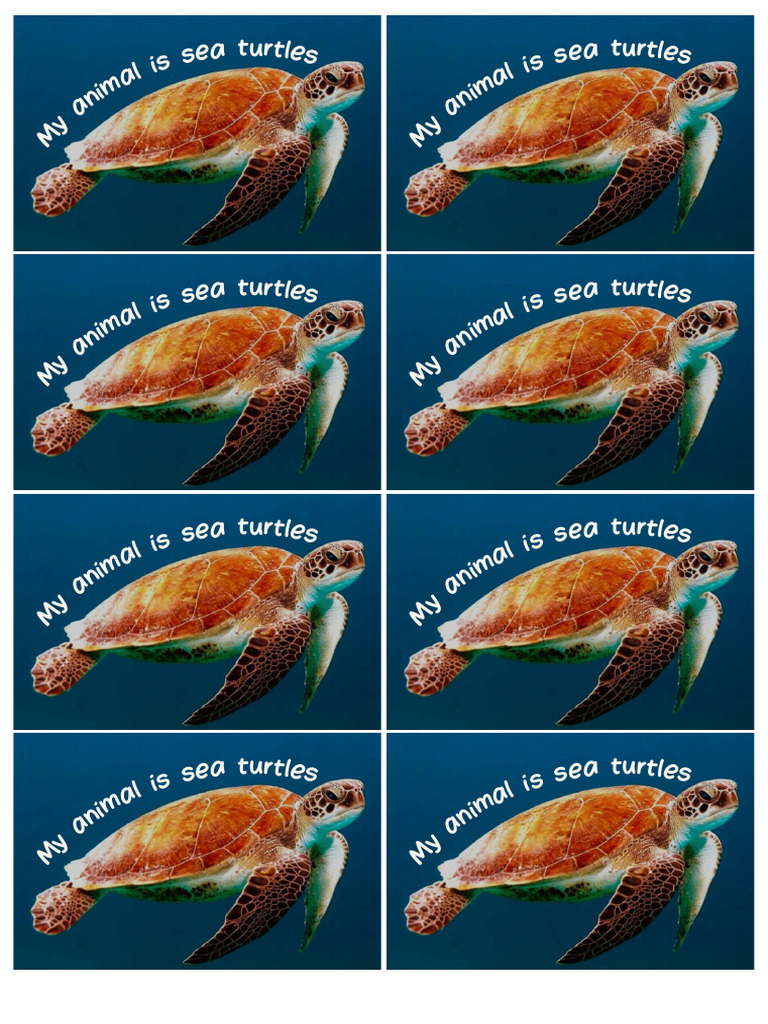 My Animal Is Sea Turtles | PDF