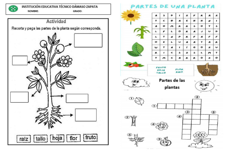 Partes de las Plantas: Guía Educativa | PDF