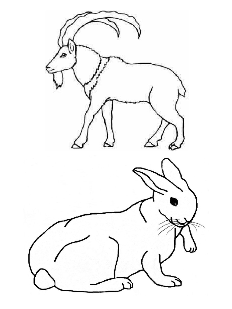 Animale de Colorat | PDF