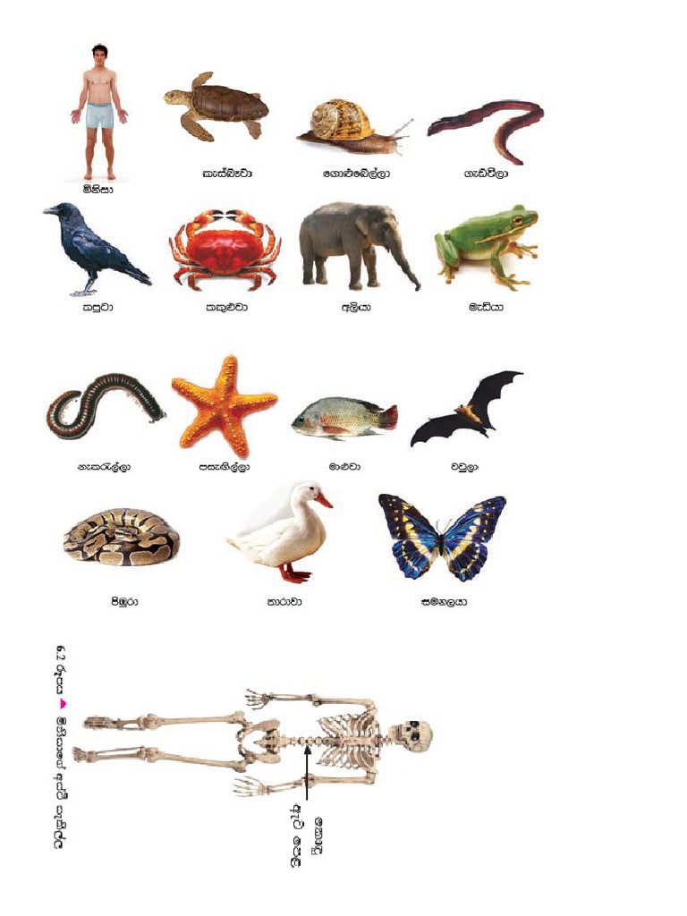 Grade 7 Unit 6 | PDF