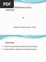 Diagram of The Abdomen of A Dog | PDF | Wellness