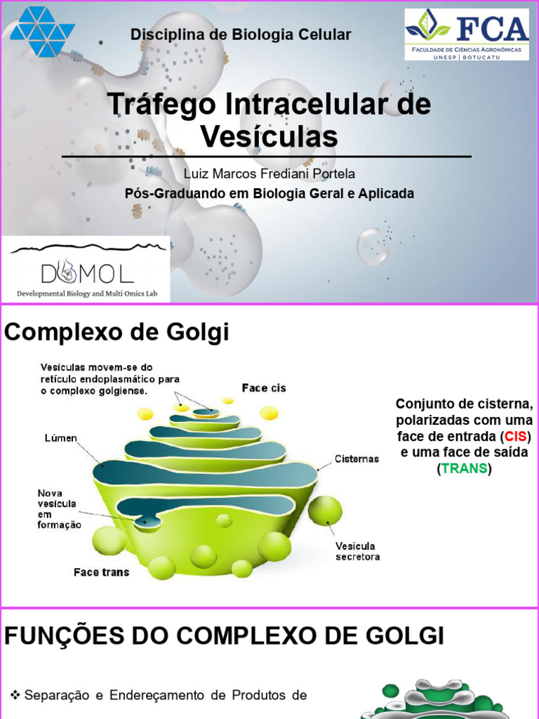 Tráfego Intracelular de Vesículas | PDF | Lisossoma | Vesícula ...