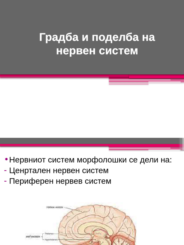 Gradba I Podelba Na Nerven Sistem | PDF
