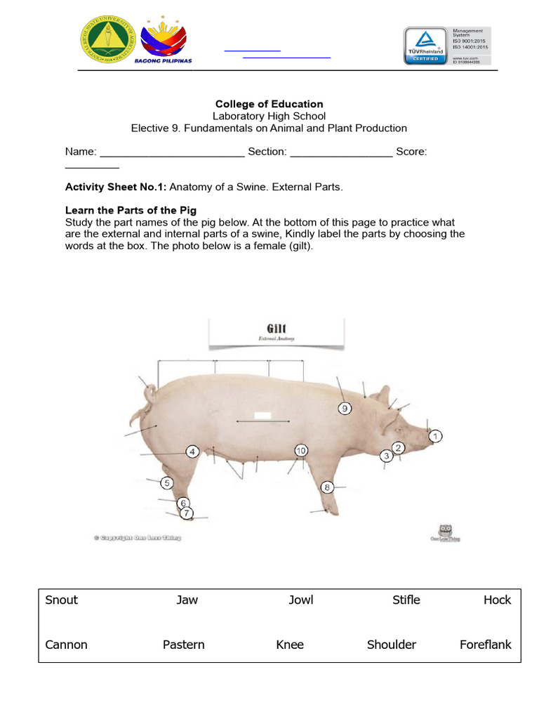 Elective 9. Anatomy of A Swine | PDF