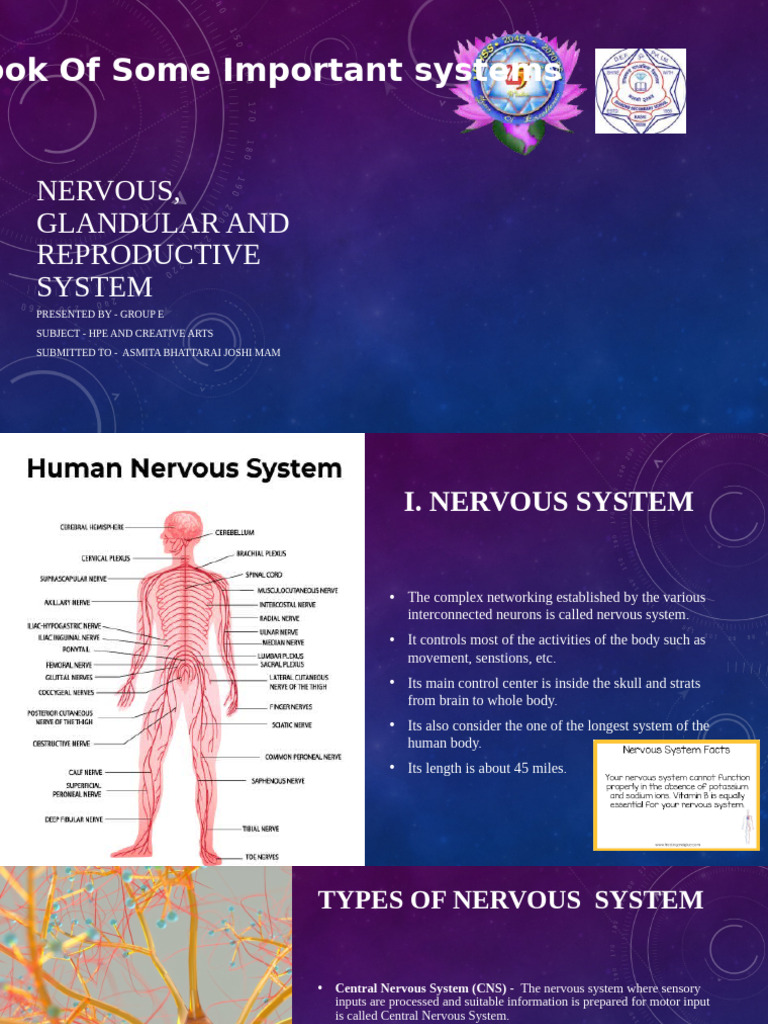 Project Work of HPE | PDF | Nervous System | Central Nervous System