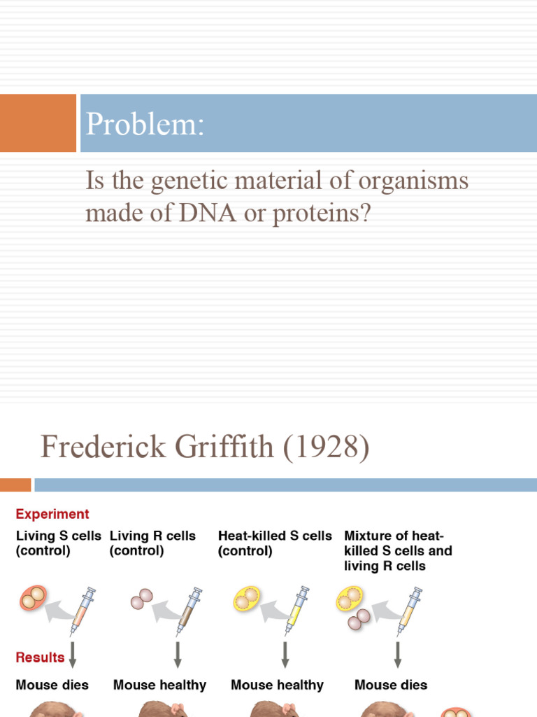 Ch. 13 DNA and Replication F17 Compressed | PDF | Dna Replication | Dna