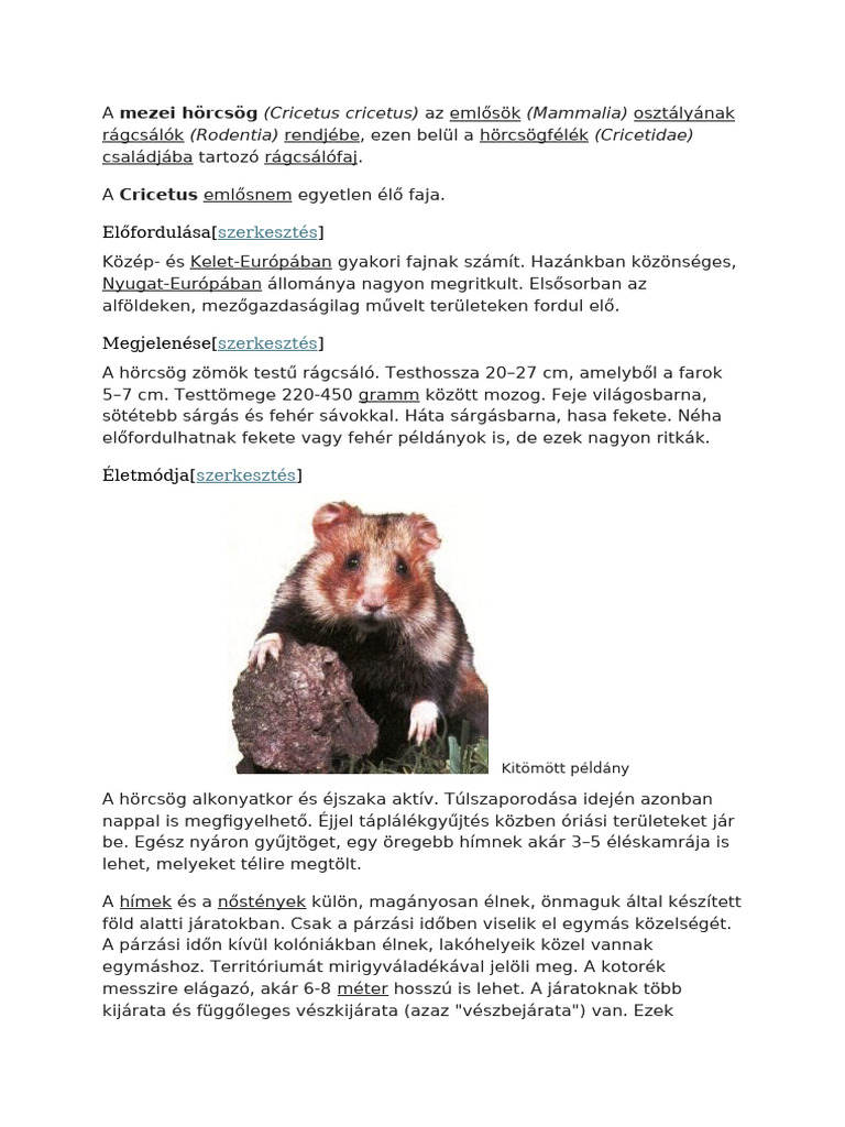 Hörcsög | PDF
