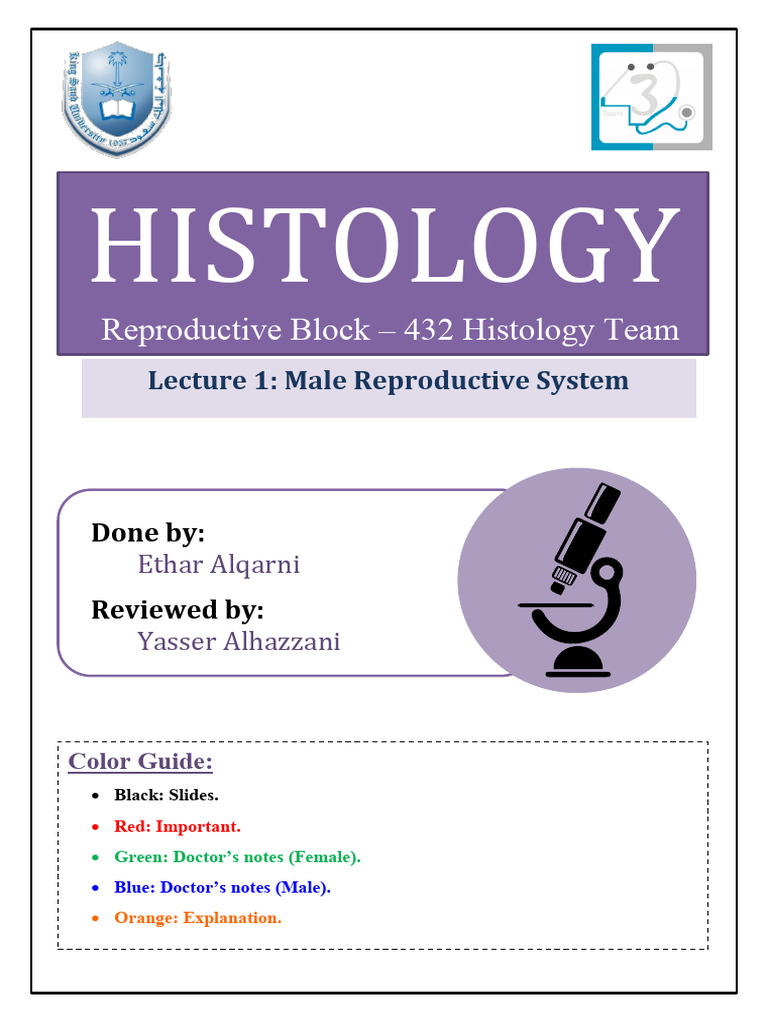 Male Reproductive System Histology Guide | PDF | Testicle | Epithelium