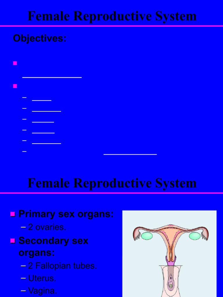 1-Integrated Female Reproductive System | PDF | Ovary | Epithelium