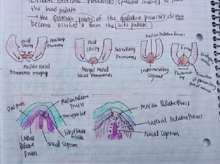 Anatomy in Depth 2 | PDF