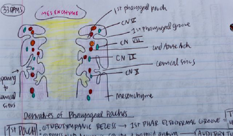 Anatomy in Depth 4 | PDF