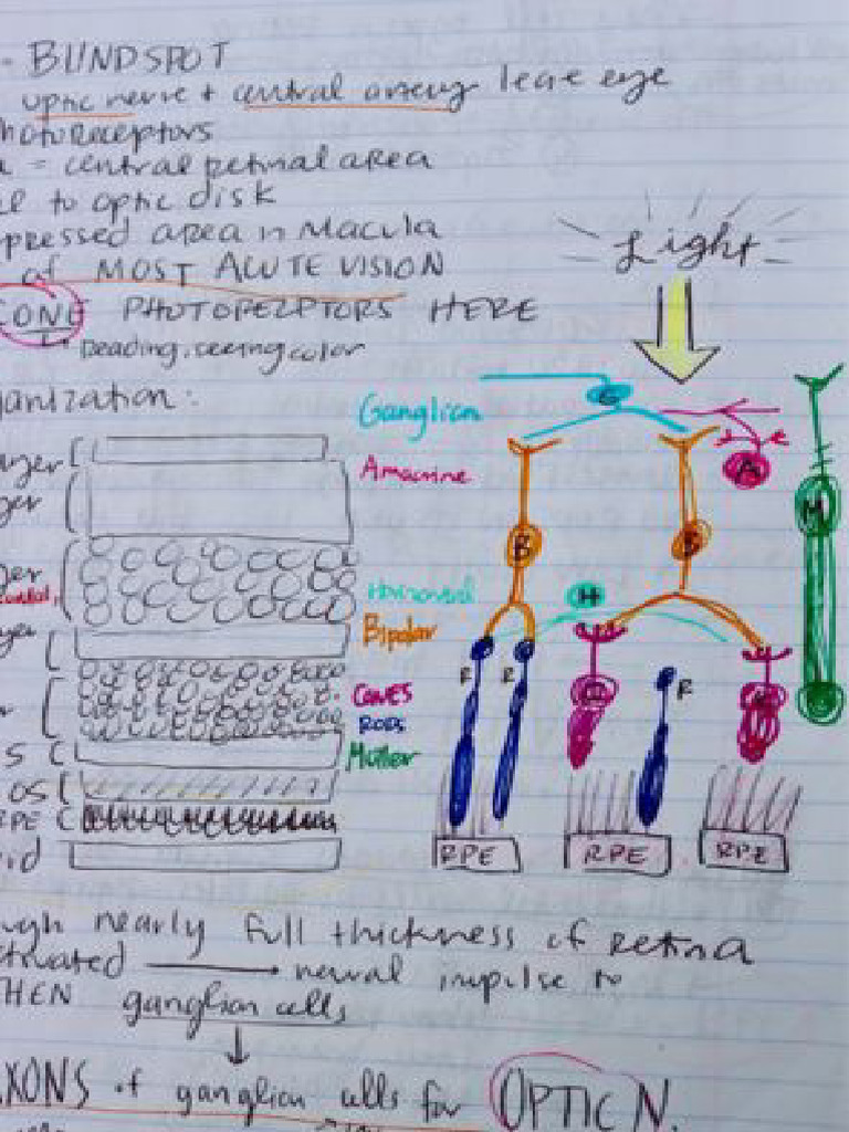 Anatomy in Depth 5 | PDF