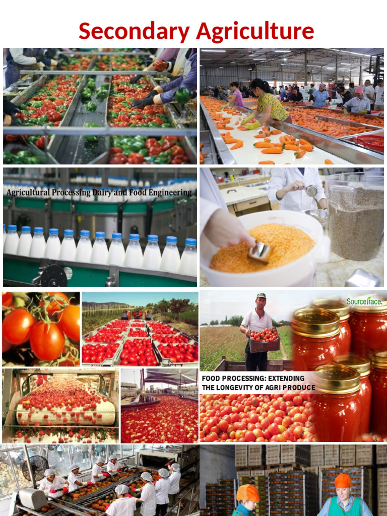 Introduction Class 1 | PDF | Agriculture | Cereals