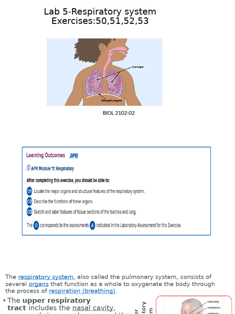 Lab 5 Respiratory System Exercise 50-53 | PDF | Respiratory Tract | Lung