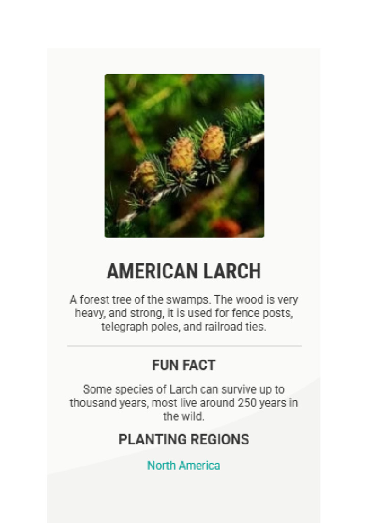 American Larch | PDF