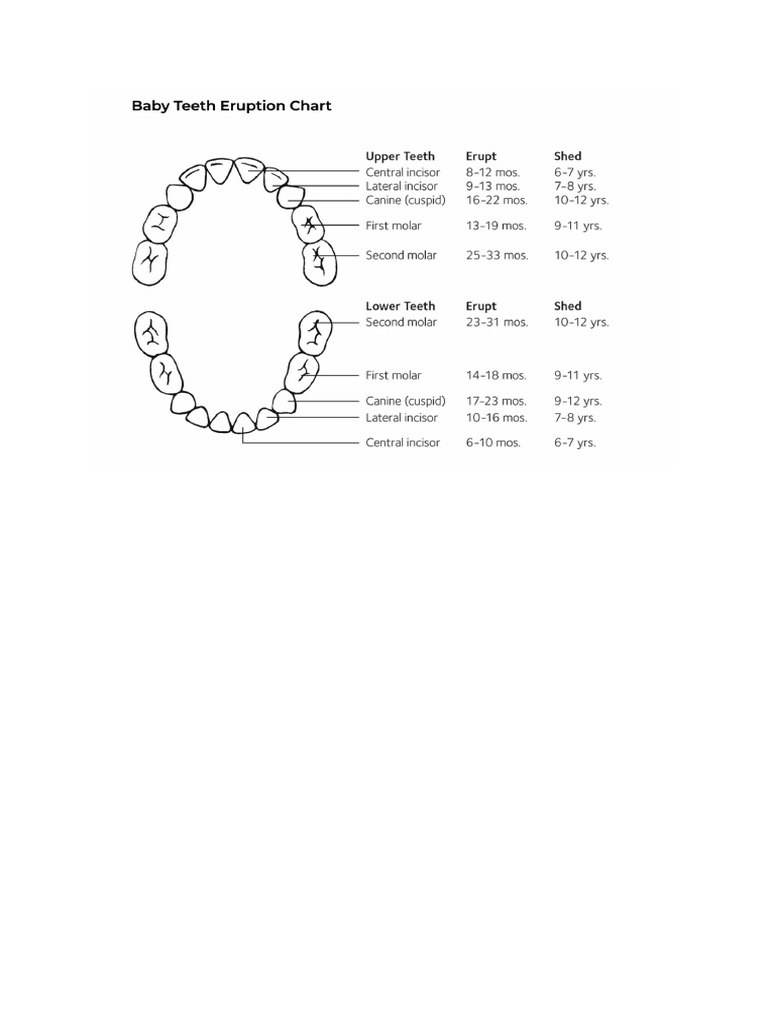 Eruption Dates | PDF