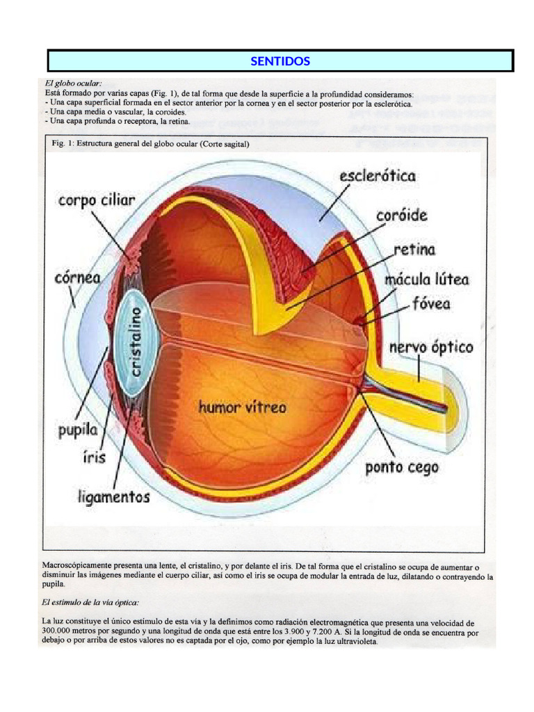 Neuro 4 Parte | PDF | Nariz humana | Anatomía humana
